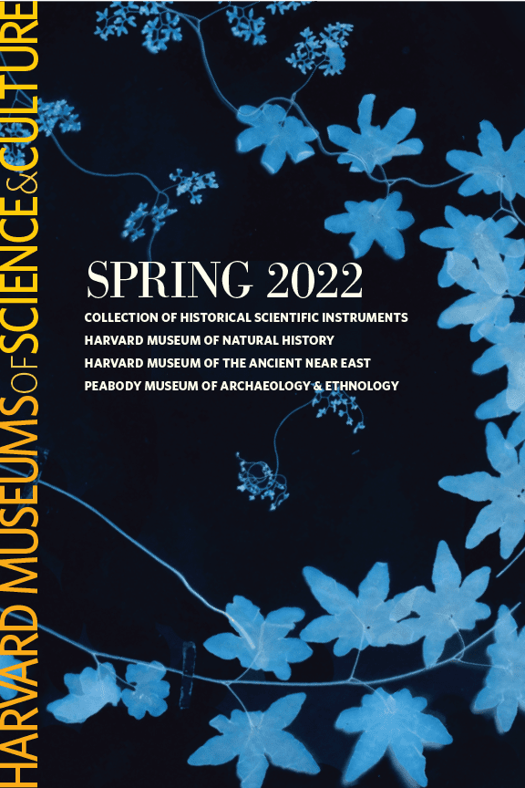 Harvard Museums of Science & Culture – Harvard Square